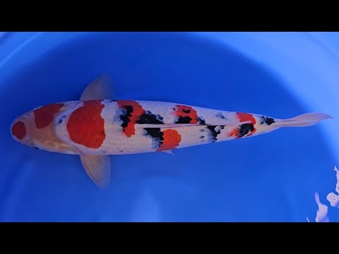 Sanke - Marudo Koi Farm - Nisai (geb. 2023) 54cm (m) R.S KOI CONSULTING TOP MALE SELECTION