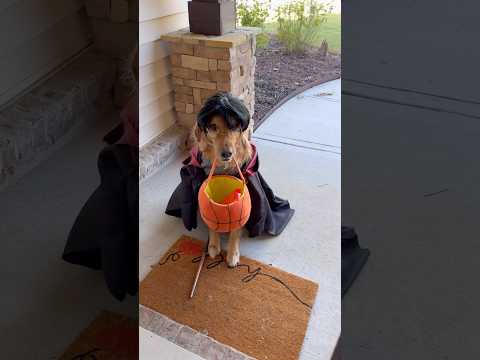The smartest dog in the world!