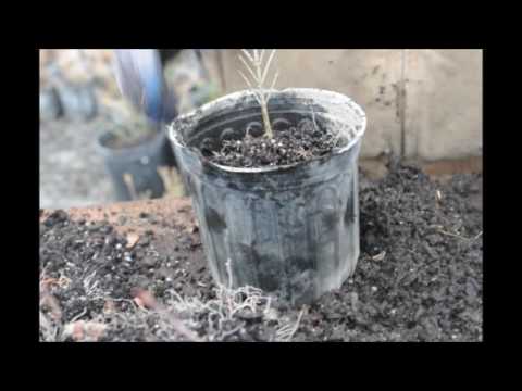 Euonymus alatus 'Compactus' Rotted Cuttings