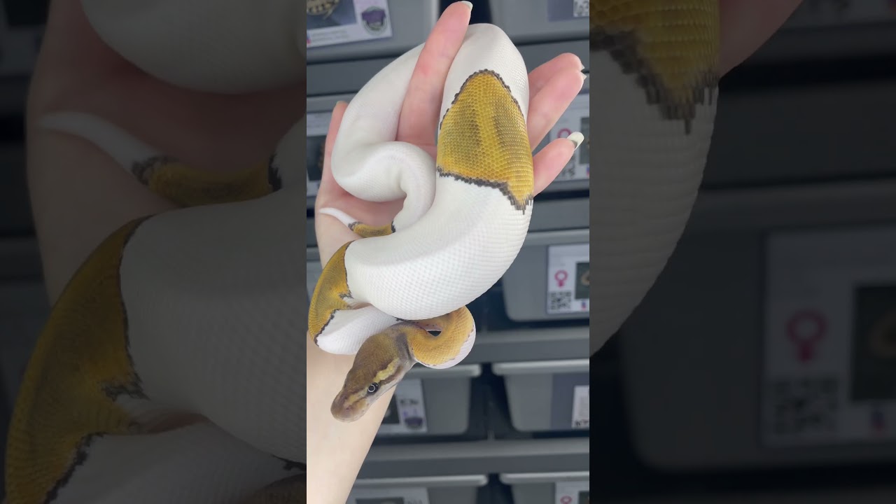 Love the colors on this girl! 0.1 Mojave Piebald het Desert Ghost #ballpythonforsale #ballpython