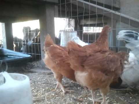 Red sex-linked chicks