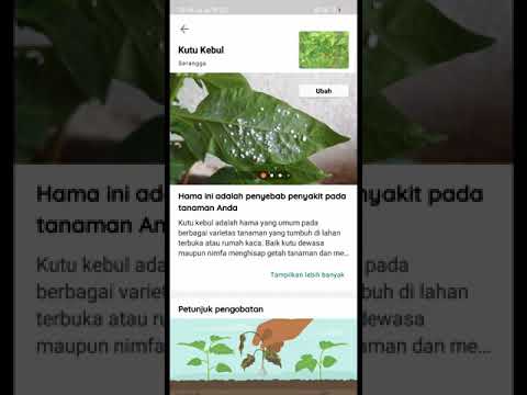 Aplikasi pertanian terpopuler - Plantix
