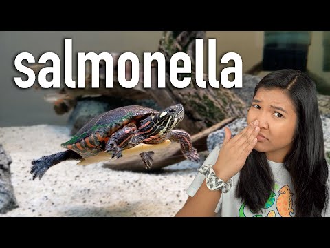 Turtles have SALMONELLA?!? | do turtles smell?