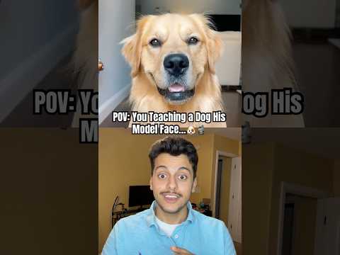 Teaching a Dog His Model Face!!…🤣💀 #funny #dogs #memes #trending #shorts #model
