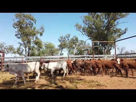 Hancock Pastoral (QLD) - (Hfr)