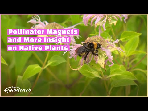 Garden Worthy Cedar Glade Plants | Volunteer Gardener