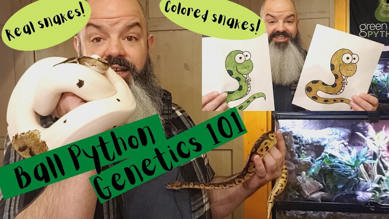 Ball Python Genetics 101 - morphs, genes, breeding