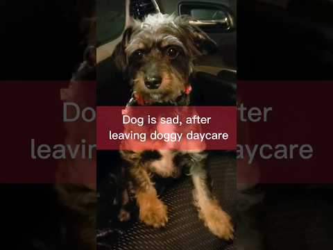 Pup is sad, doggy daycare ended.