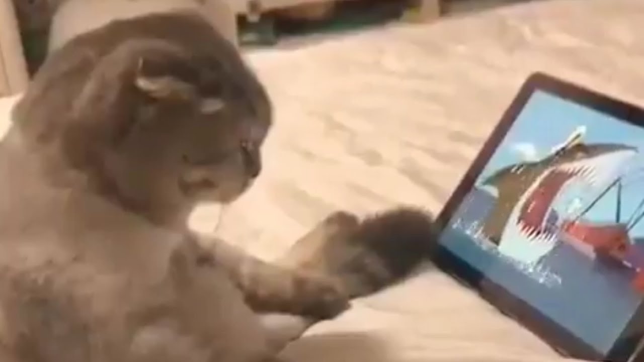 UNUSUAL MEMES COMPILATION V82