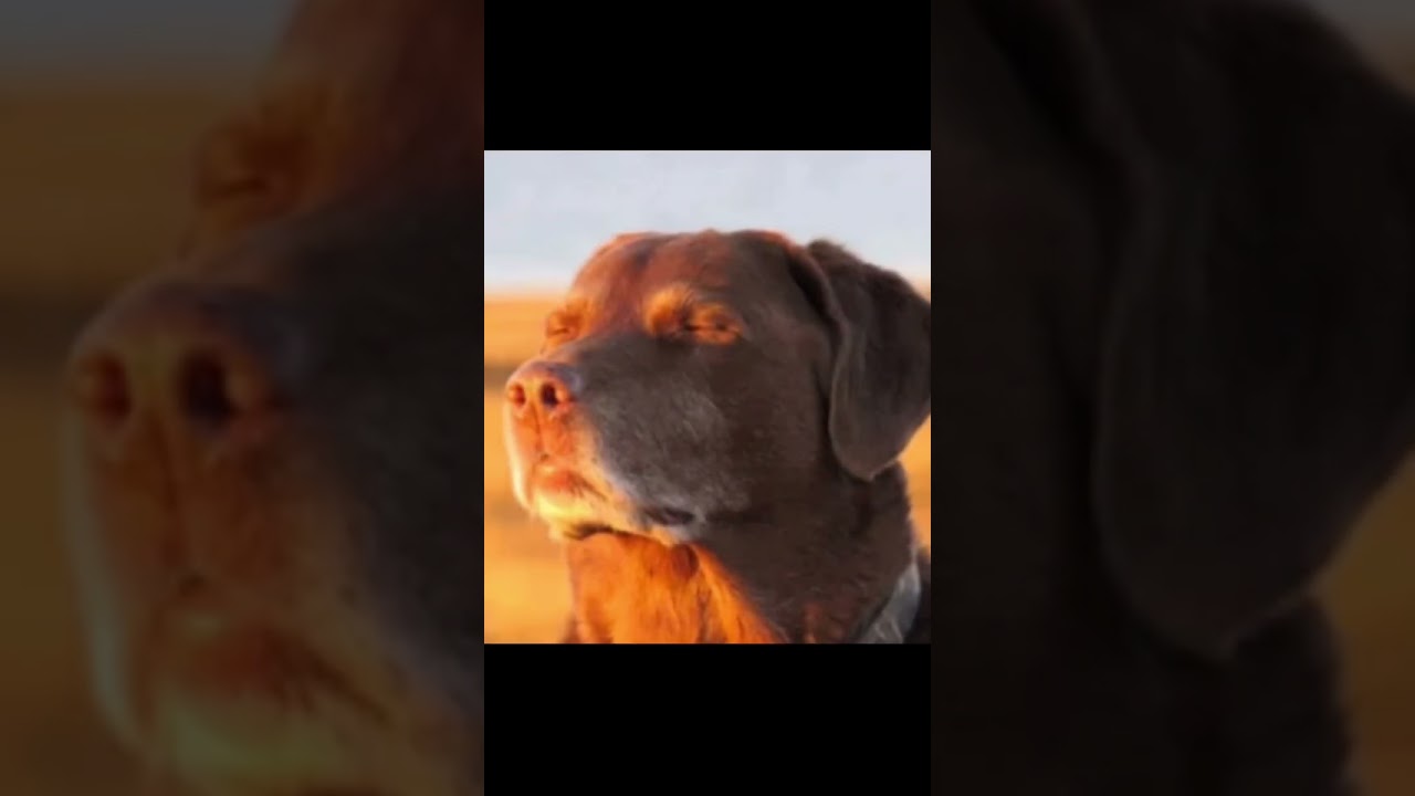 average rust experience #gaming #rust #funny #rustgame