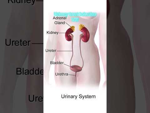 URINARY TRACT INFECTION UTI - MEDICAL DEFINITION | Medical Consecutive Interpreting