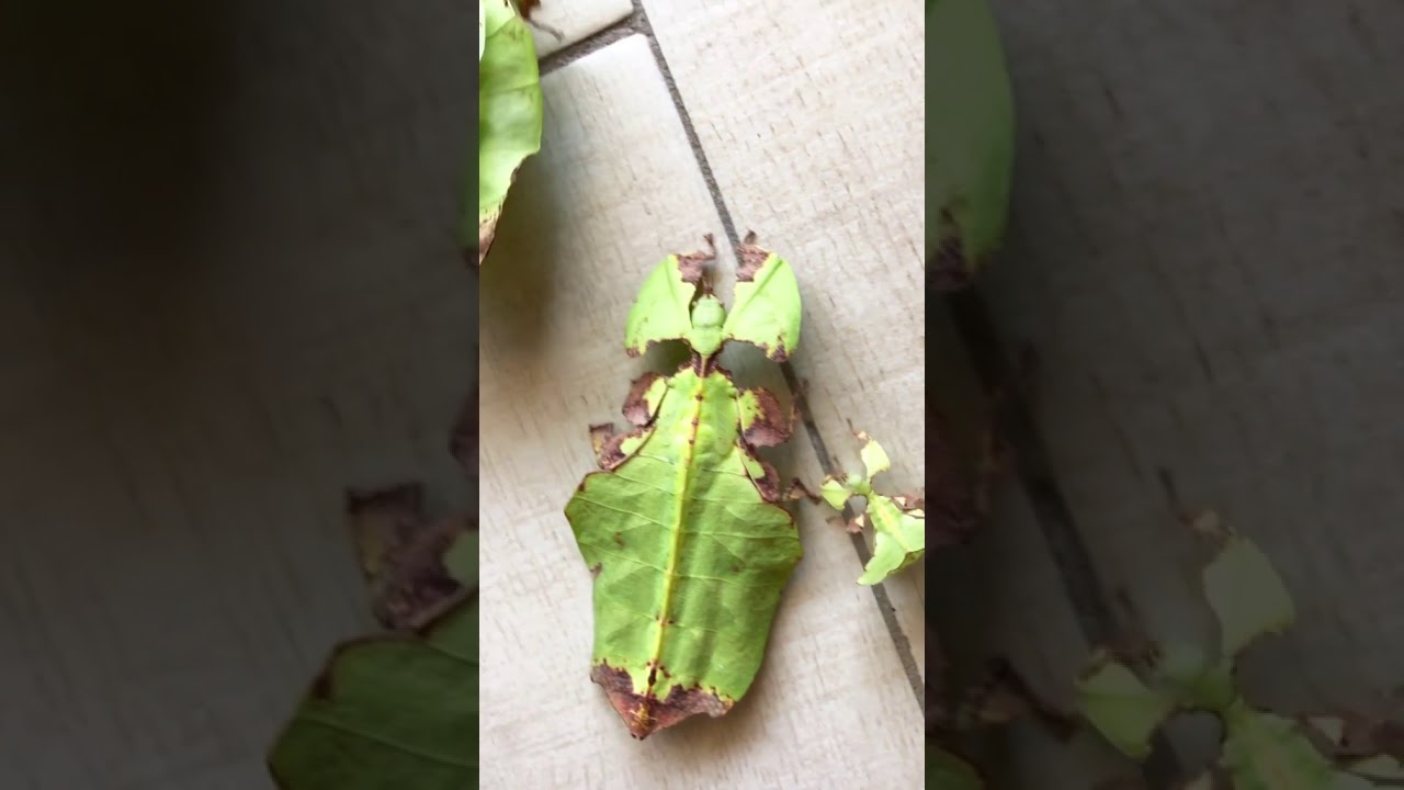 Biggest Leaf Insect 😢😱