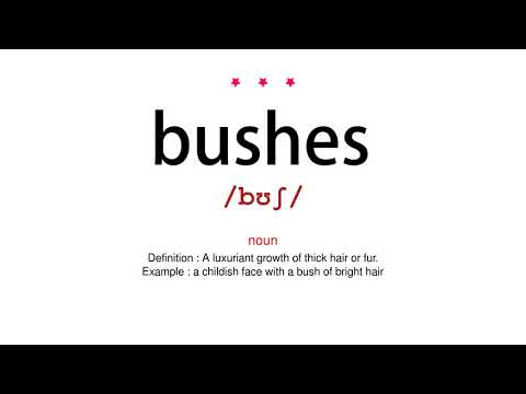 How to pronounce bushes - Vocab Today
