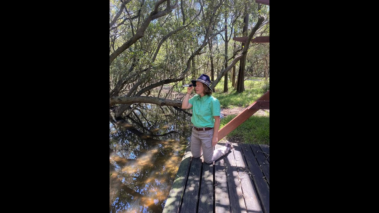 Intertidal Wetland, mangroves, Sydney NSW.