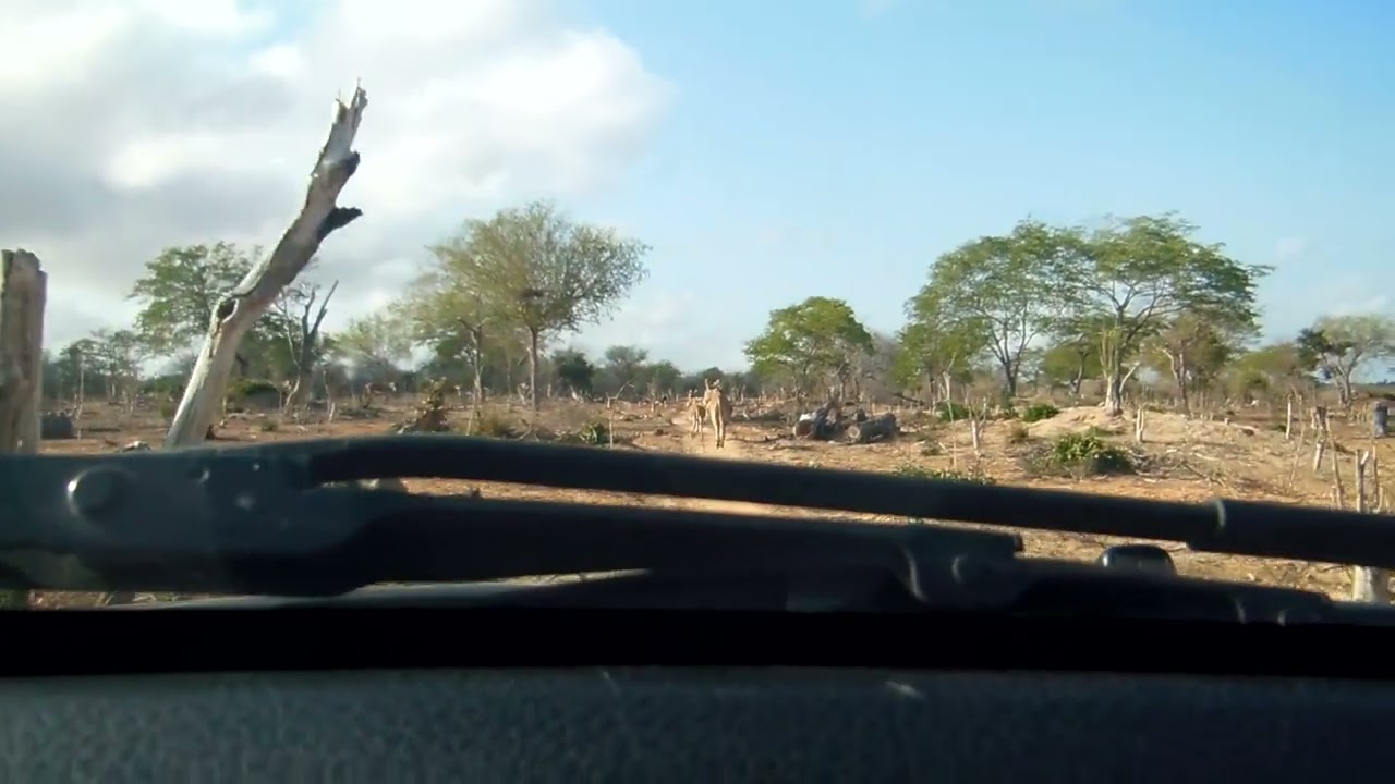 Malindi Pineapple Orchards - Locating land