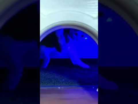 Cat twerking !!