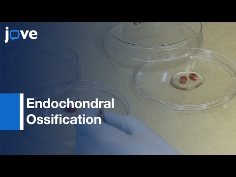 Endochondral Ossification by Embryonic Metatarsals Culturing | Protocol Preview