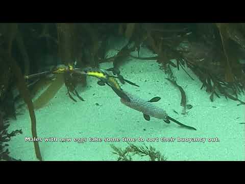 Weedy Sea Dragons The next Generation.