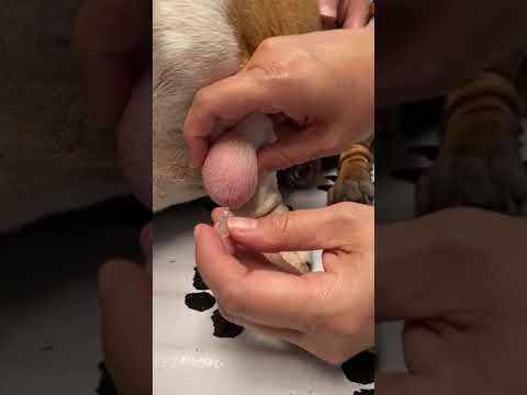 Lipoma in Dogs: Fine Needle Aspiration by a veterinarian