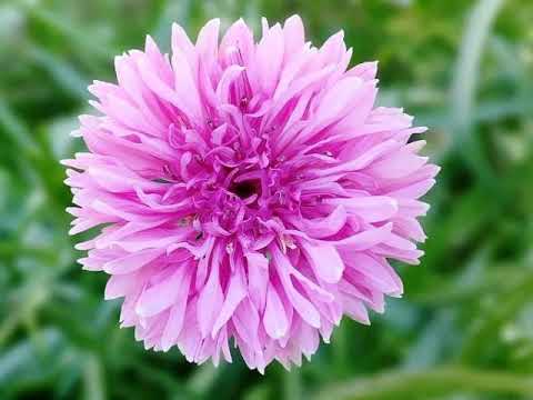 Cornflower symbol of Tenderness