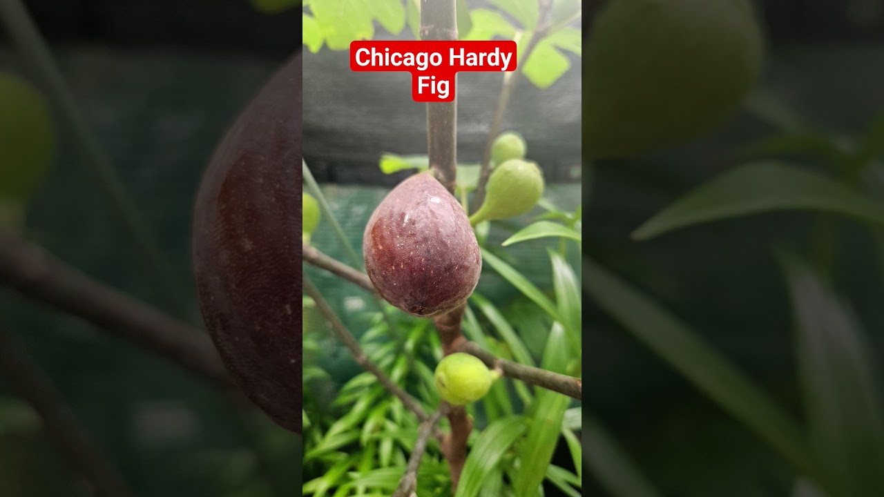 First  Fig of the year 7b #fruitbearingplant