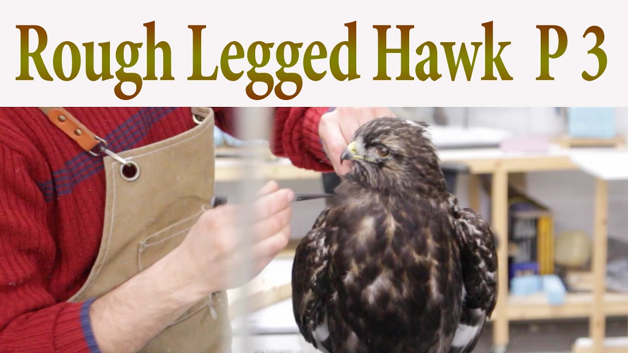 Dark morph Rough Legged Hawk Finished.