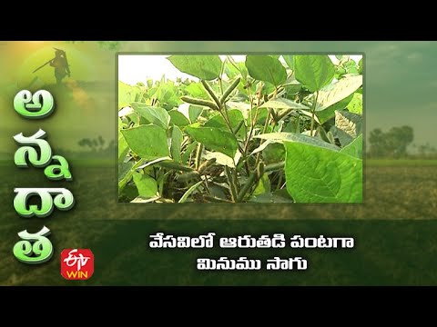 వేసవిలో ఆరుతడి పంటగా మినుము సాగు | Black gram as summer crop-cultivation tips | ETV