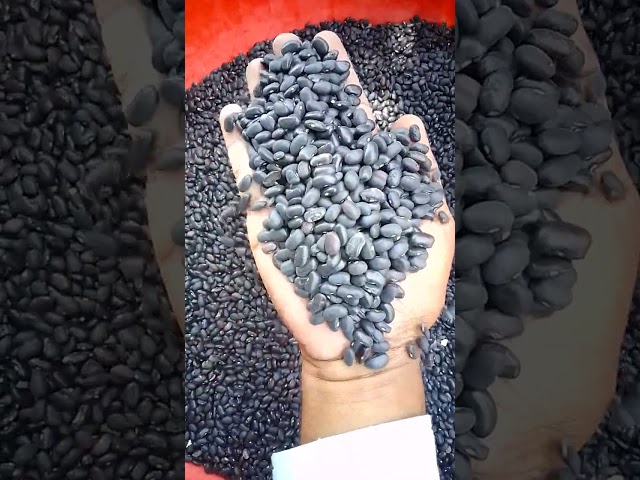Kidney Beans - 30Kg Black Ghevda Rajma Trader - Wholesaler ...