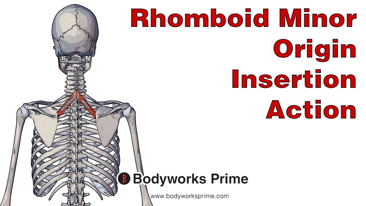 Rhomboid Minor Anatomy: Origin, Insertion & Action
