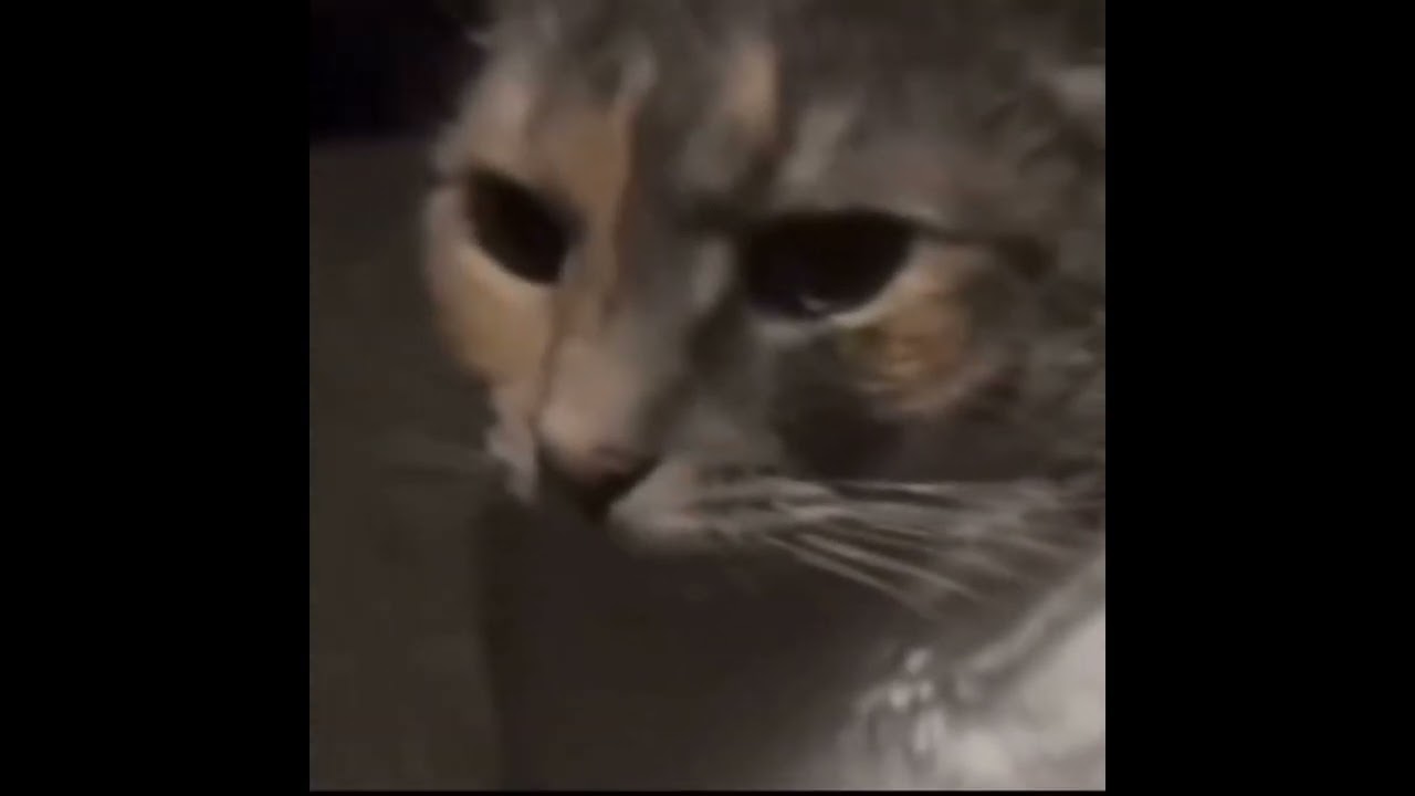 cat suddenly shocked meme template || cat shocked new meme template