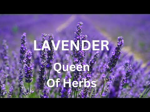 The Enchanting Lavender Plant: From Plant to Stress Relief Elixir