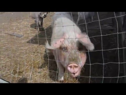 Visit To Triple D Stables in Eddington, Maine