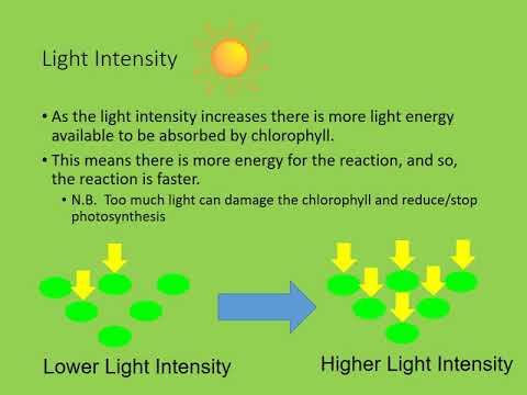 Limiting factors of Photosynthesis