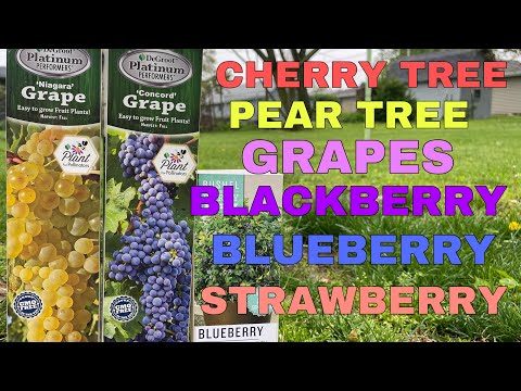 Plant FRUIT TREES - Fast Growing Trees