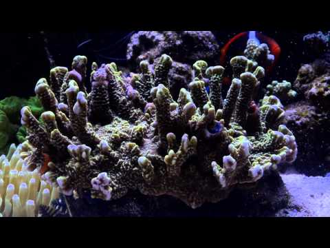 Christmas Tree Worms hosted by Montipora Spongodes sp.