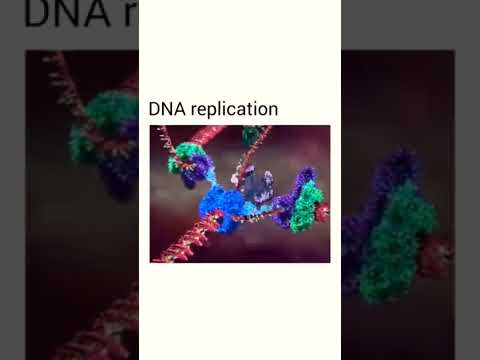 DNA Replication..😱😱#science #shorts #shortvideo #medical#reel