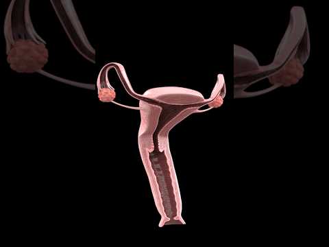 How the menstruation cycle works