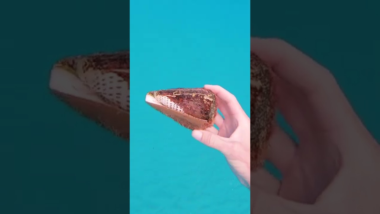 The TRUTH about cone snails #shorts