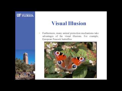 Hybrid Image Video