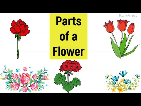 Parts of a Flower and its functions in English | What is Pollination? | Flower parts and its uses