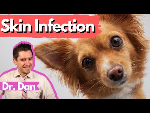 Dog Skin Infection: Dr. Dan covers bacterial skin infections in the dog also call a HOT SPOT!