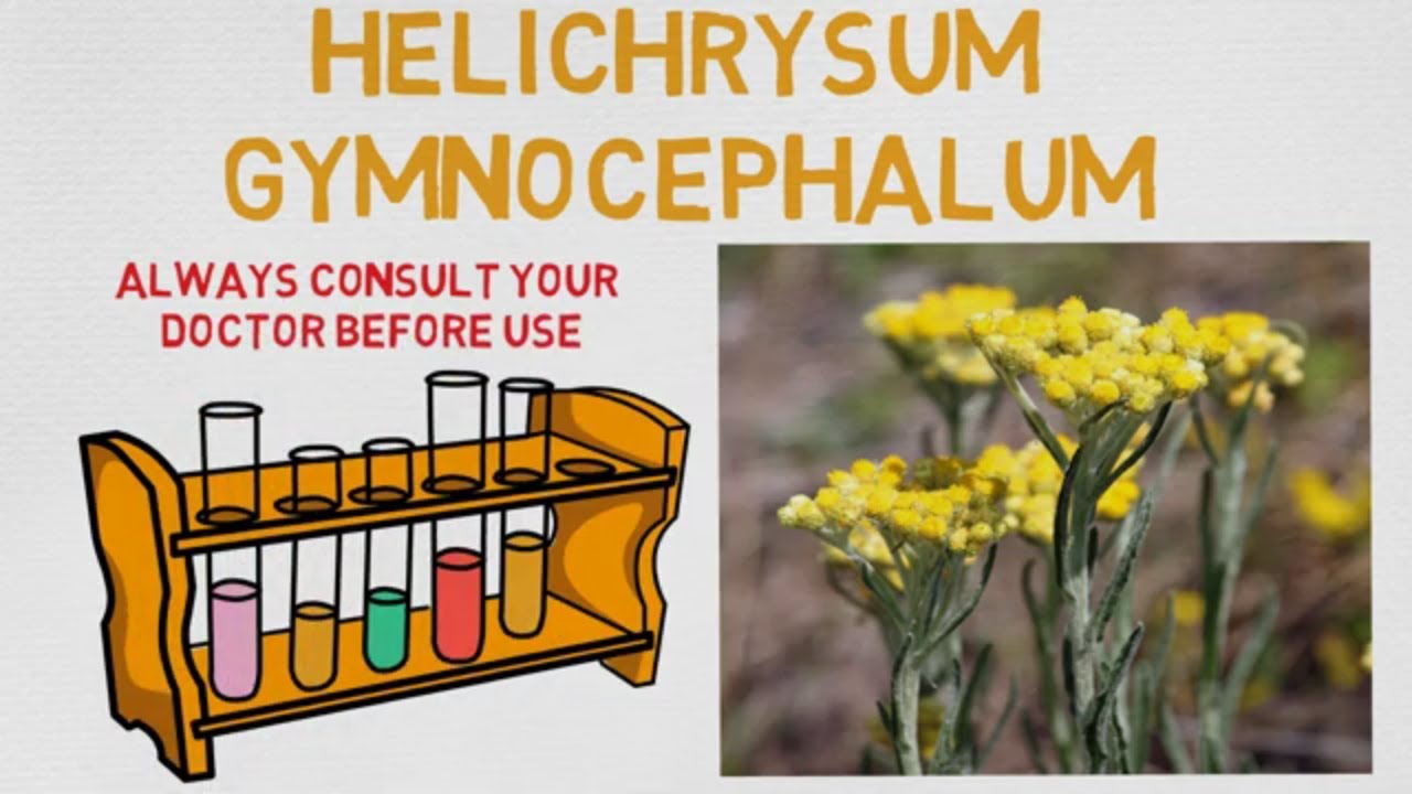 Essential Oil Breakdown: Helichrysum Gymnocephalum Oil! Benefits, Uses, and History (Aromatherapy)