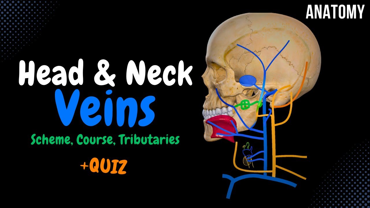Veins of the Head and Neck (Internal & External Jugular) | Anatomy