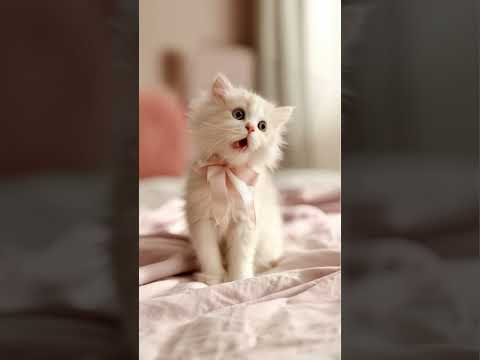 Todayβs gift for you #cat #cute #lipsync #catlover #kitten