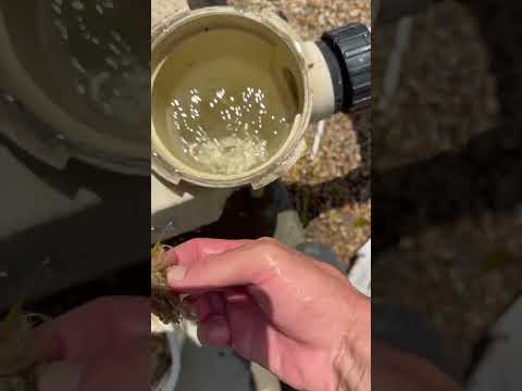Unclog your Pool pump easier - Pro Tip #pentair