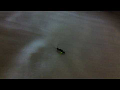 First bioluminescent click beetle discovered in China | Dear Kitty ...