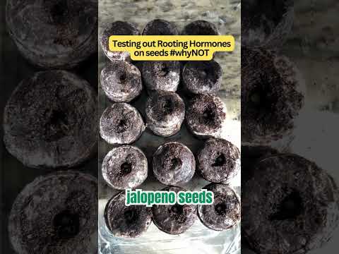 Growing #aldi #jalapenos using Jiffy Peat Pellets with Rooting Hormone