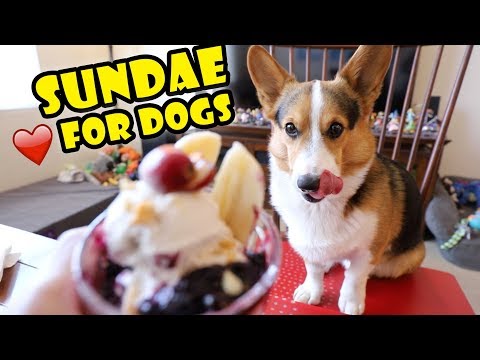 DIY Dog Friendly Ice Cream Sundae for Gatsby || Extra After College