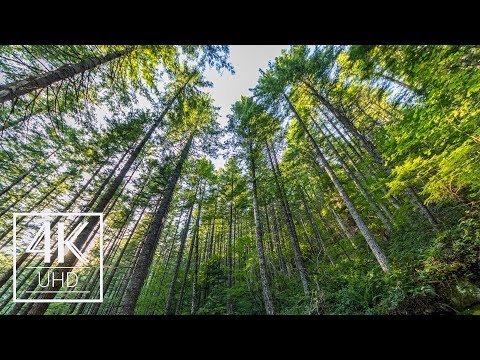 4K Wallpapers Slideshow - Amazing Forest - Part #1 - Perfect Background Slideshow