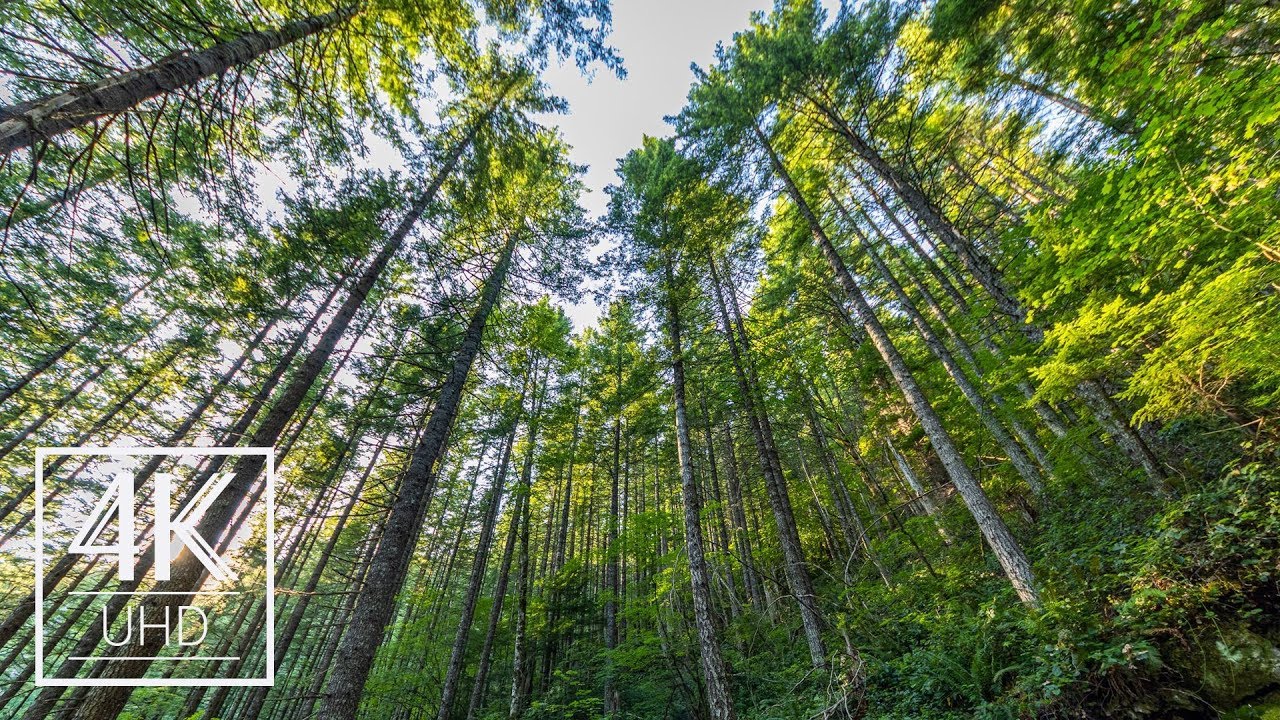 4K Wallpapers Slideshow - Amazing Forest - Part #1 - Perfect Background Slideshow